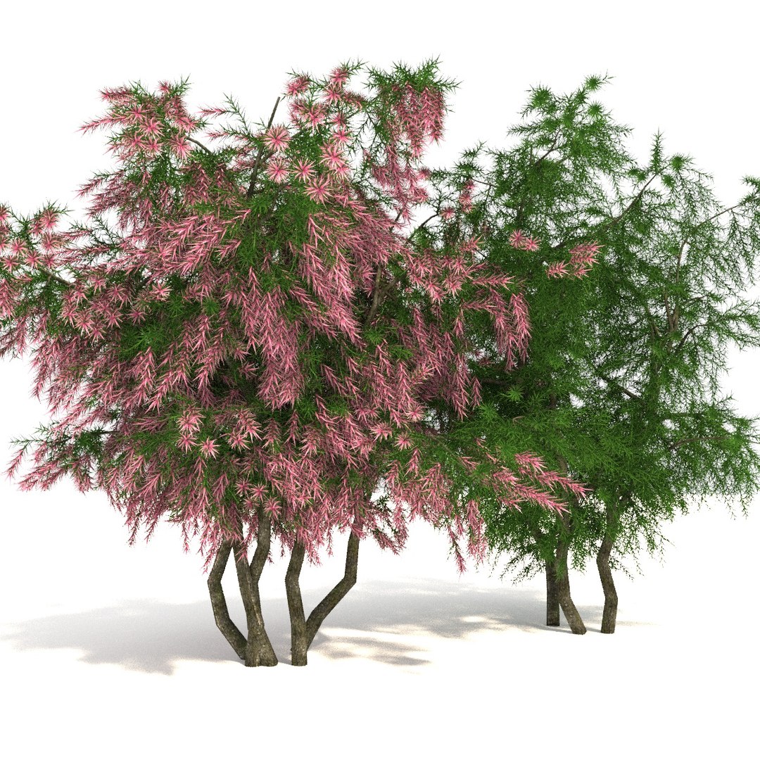 Tamarix Shrubs Trees 3D Model - TurboSquid 1275389