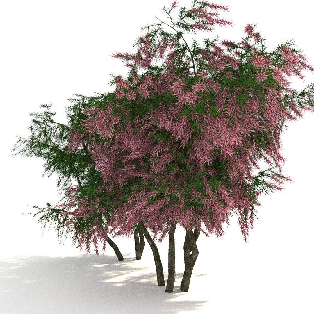 Tamarix Shrubs Trees 3D Model - TurboSquid 1275389
