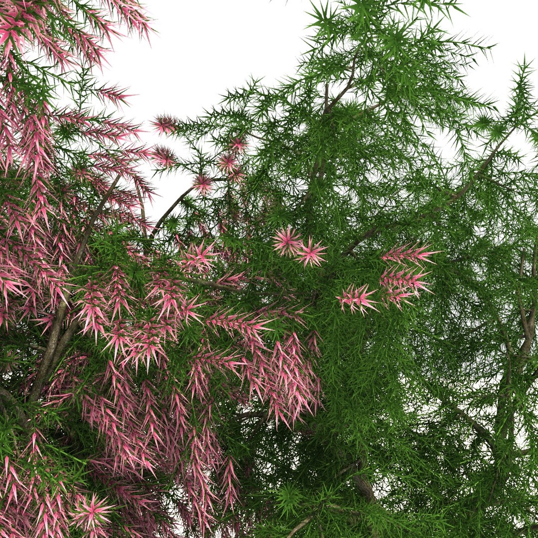 Tamarix Shrubs Trees 3D Model - TurboSquid 1275389