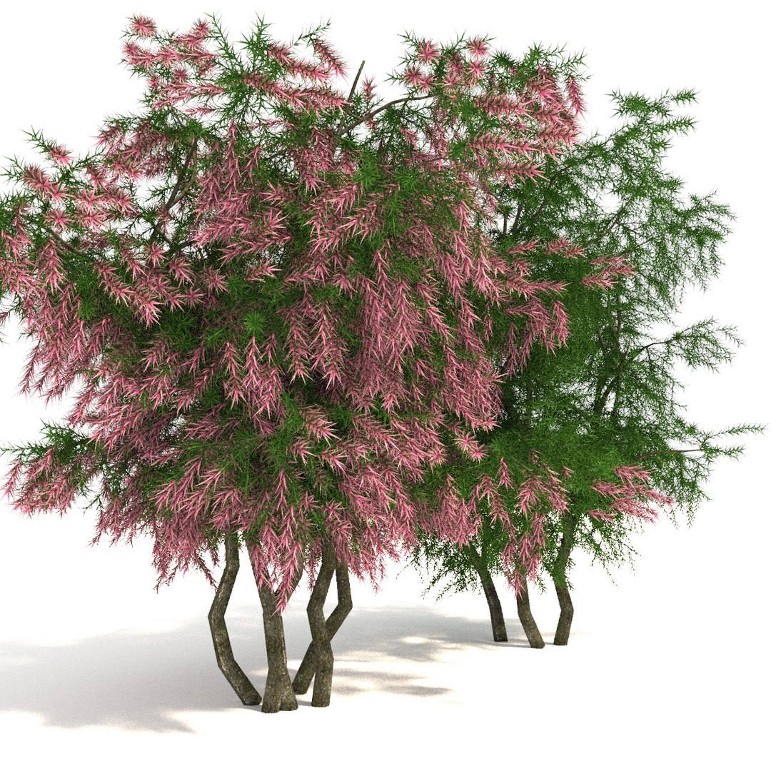 Tamarix Shrubs Trees 3D Model - TurboSquid 1275389