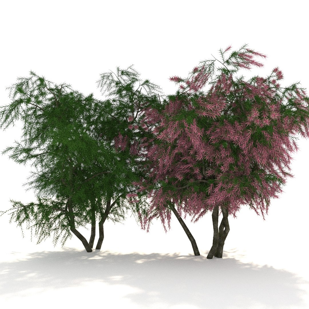 Tamarix Shrubs Trees 3D Model - TurboSquid 1275389