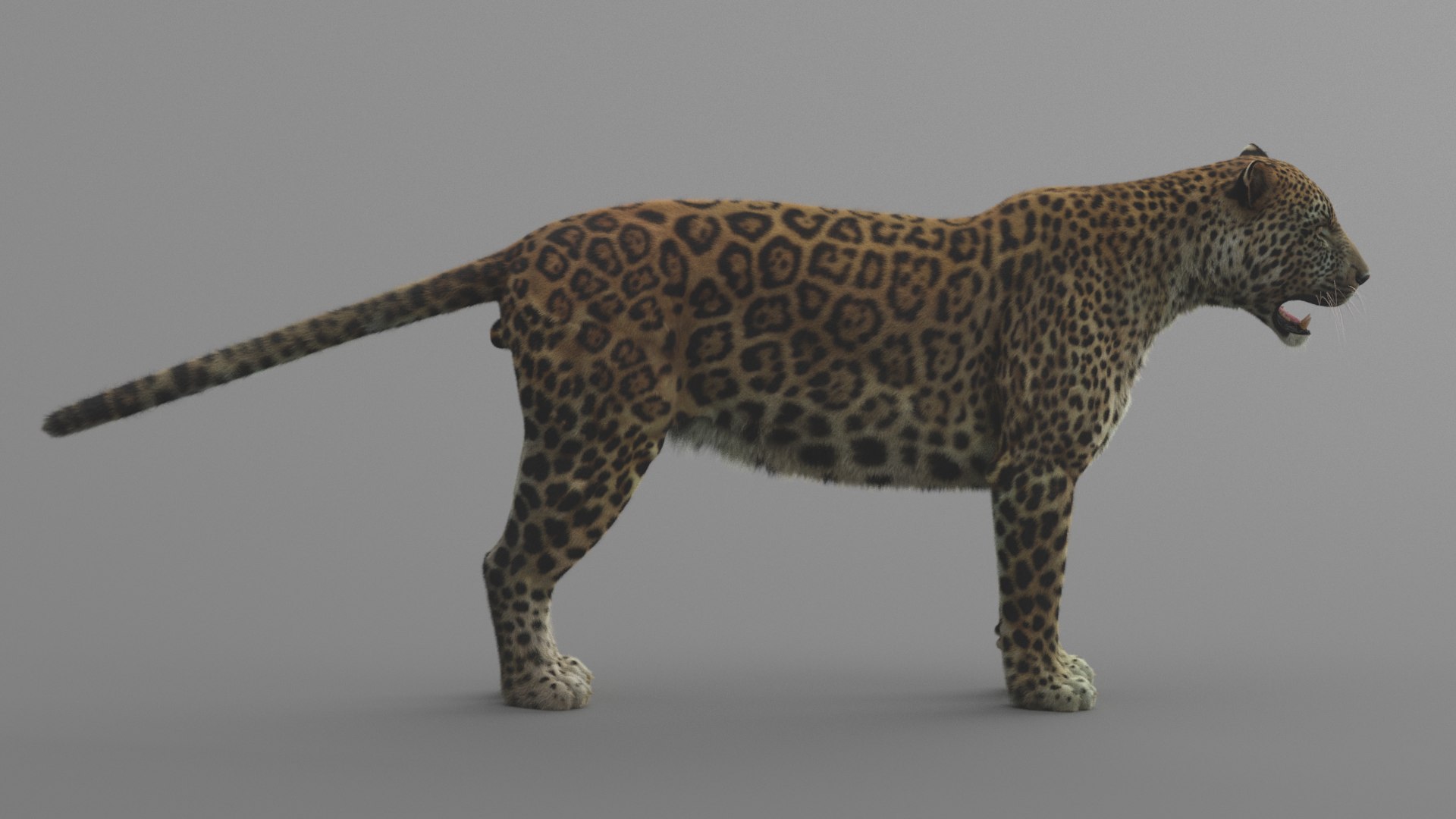3D Modeled Leopard Model - TurboSquid 1522474