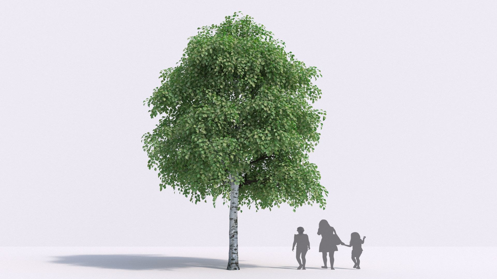 Birch Tree 3D Model - TurboSquid 1478750