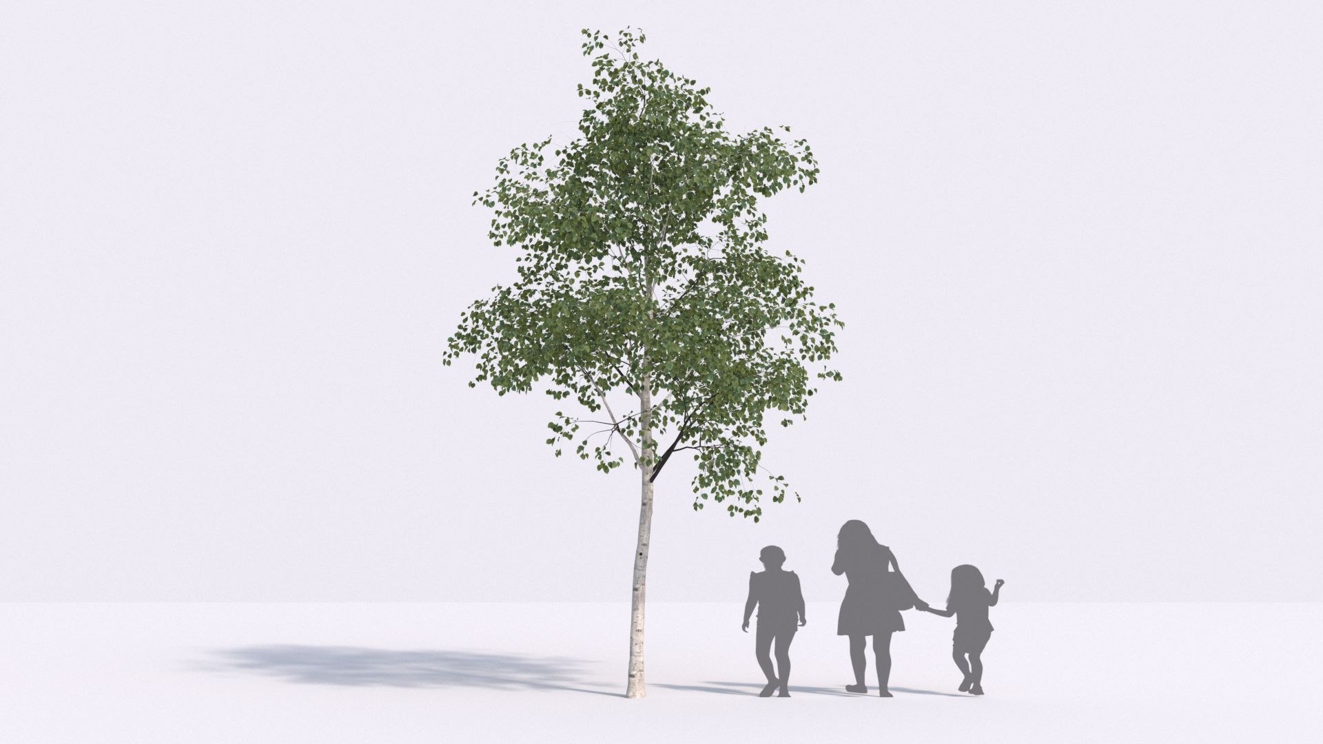 Birch Tree 3D Model - TurboSquid 1478750