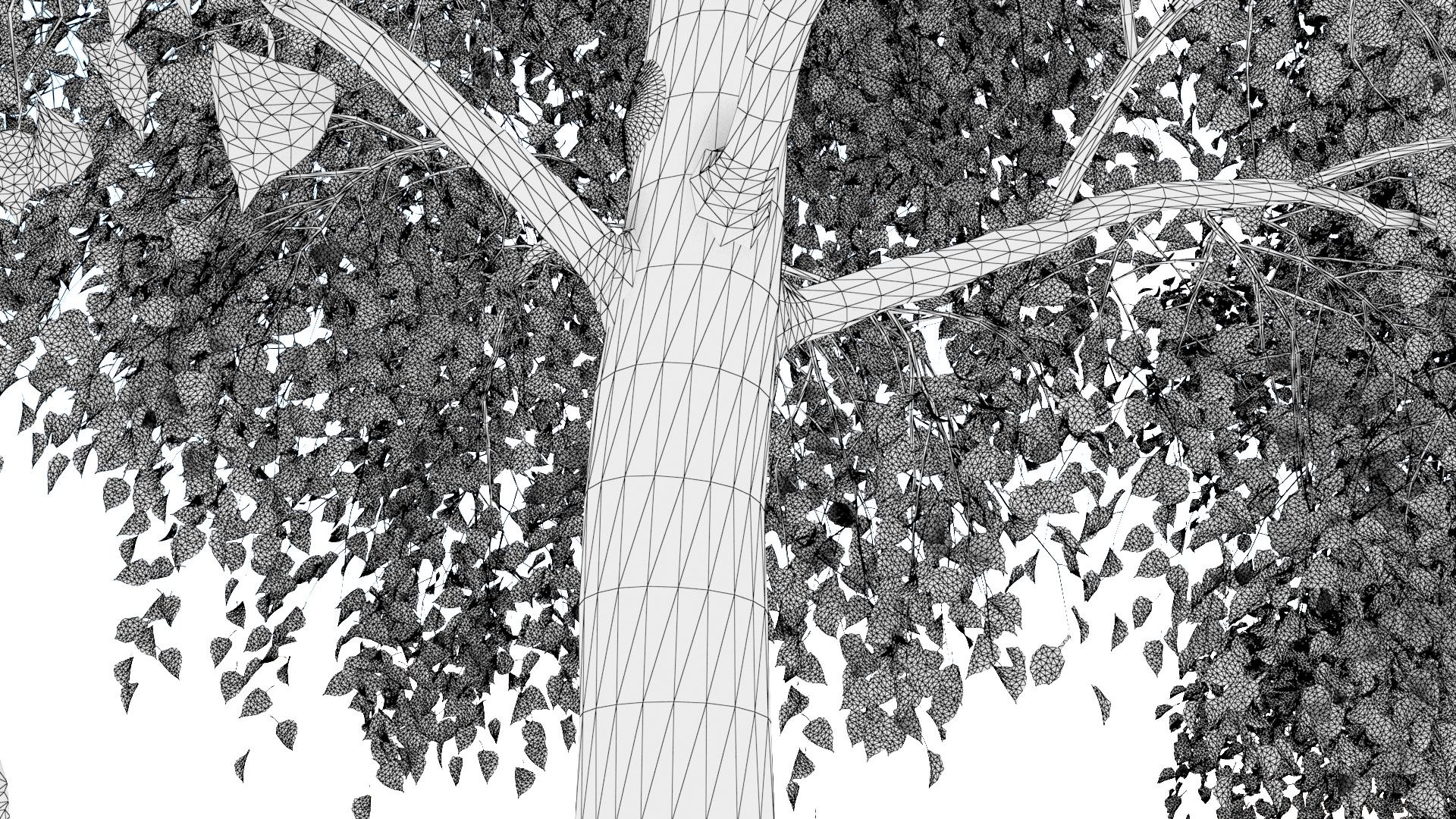 Birch Tree 3D Model - TurboSquid 1478750