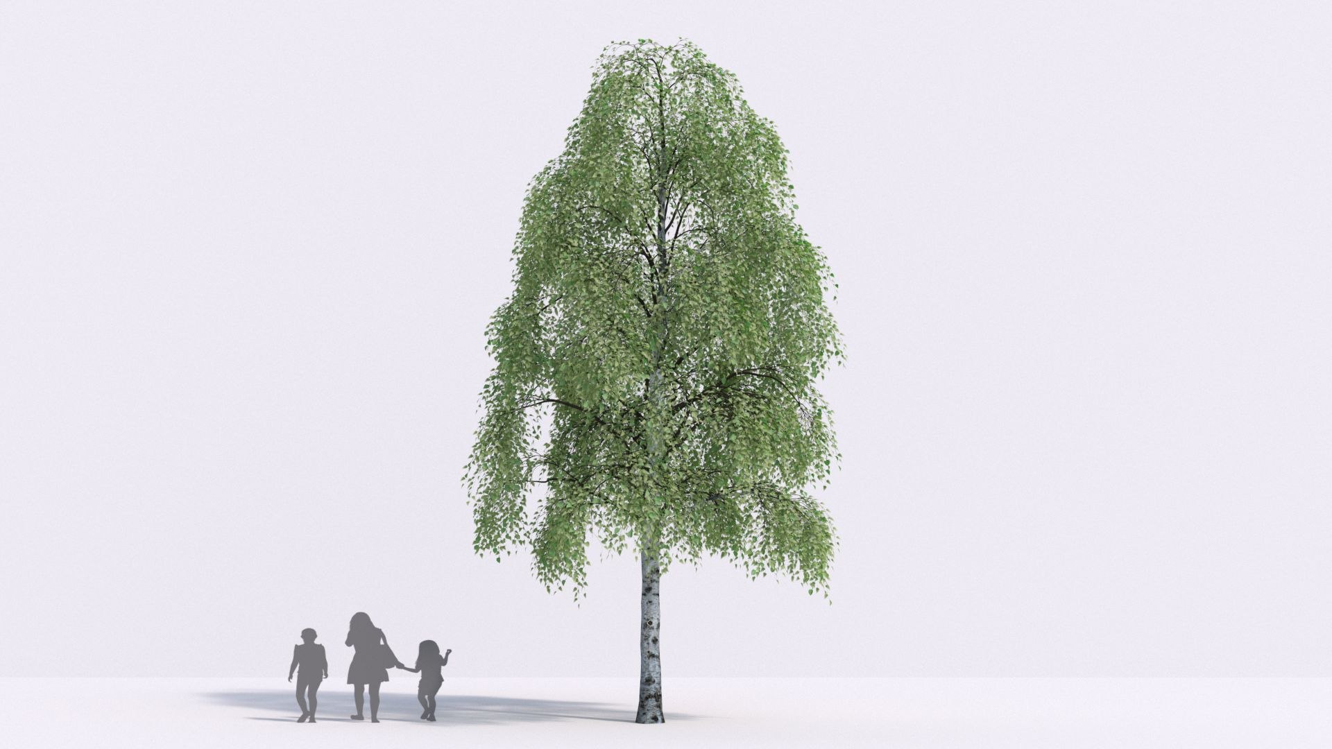 Birch Tree 3D Model - TurboSquid 1478750