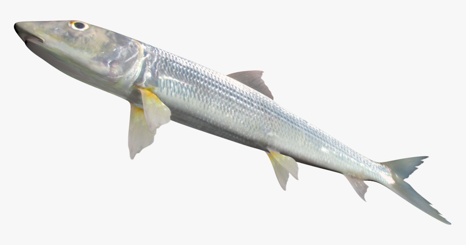 3D Bonefish Collection - TurboSquid 1815784