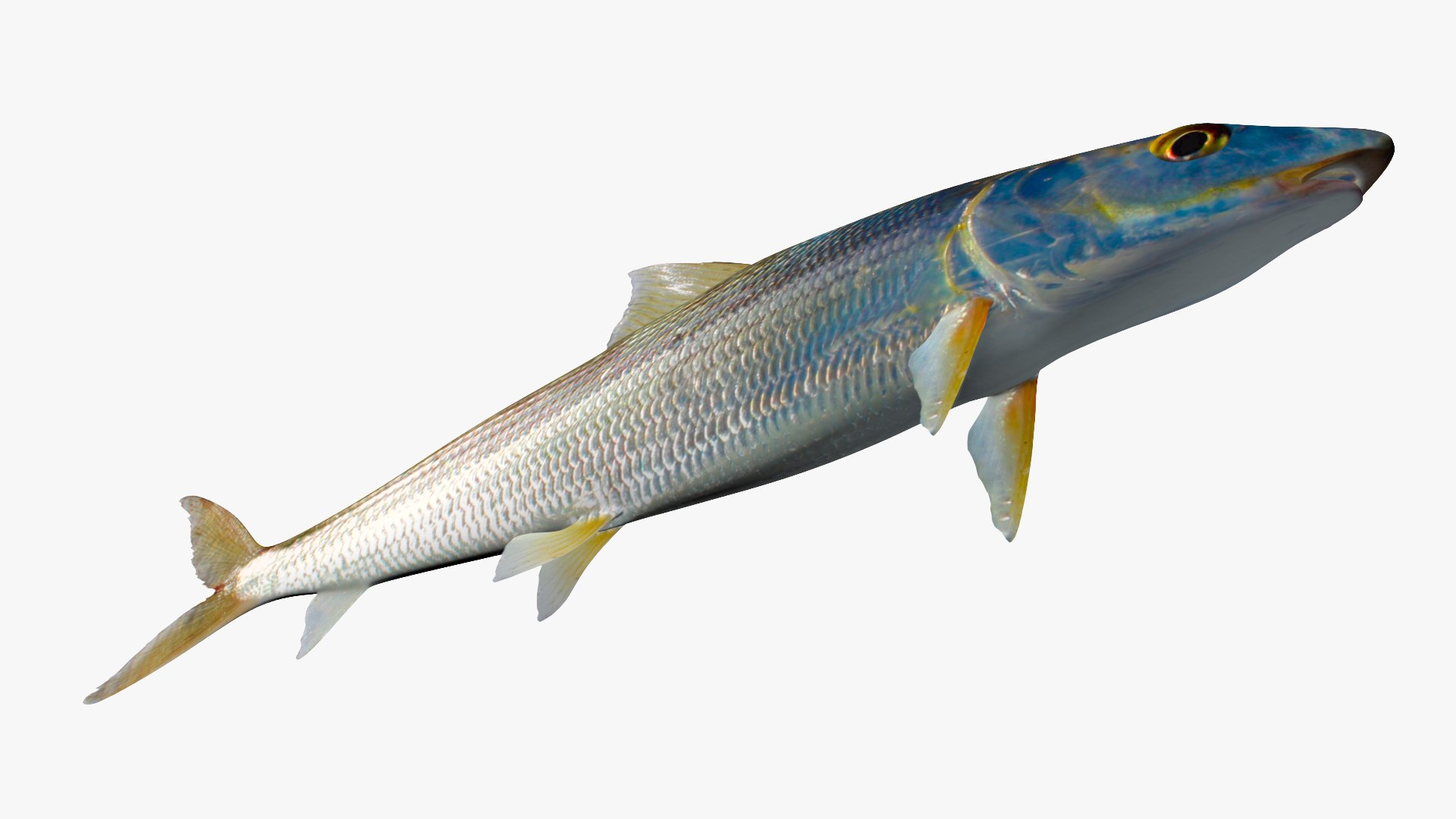 3D Bonefish Collection - TurboSquid 1815784
