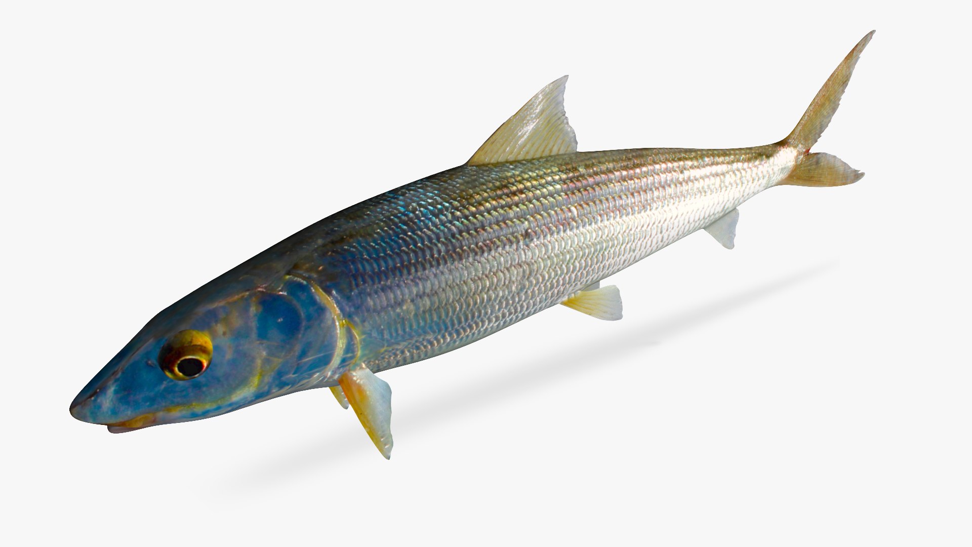 3D Bonefish Collection - TurboSquid 1815784