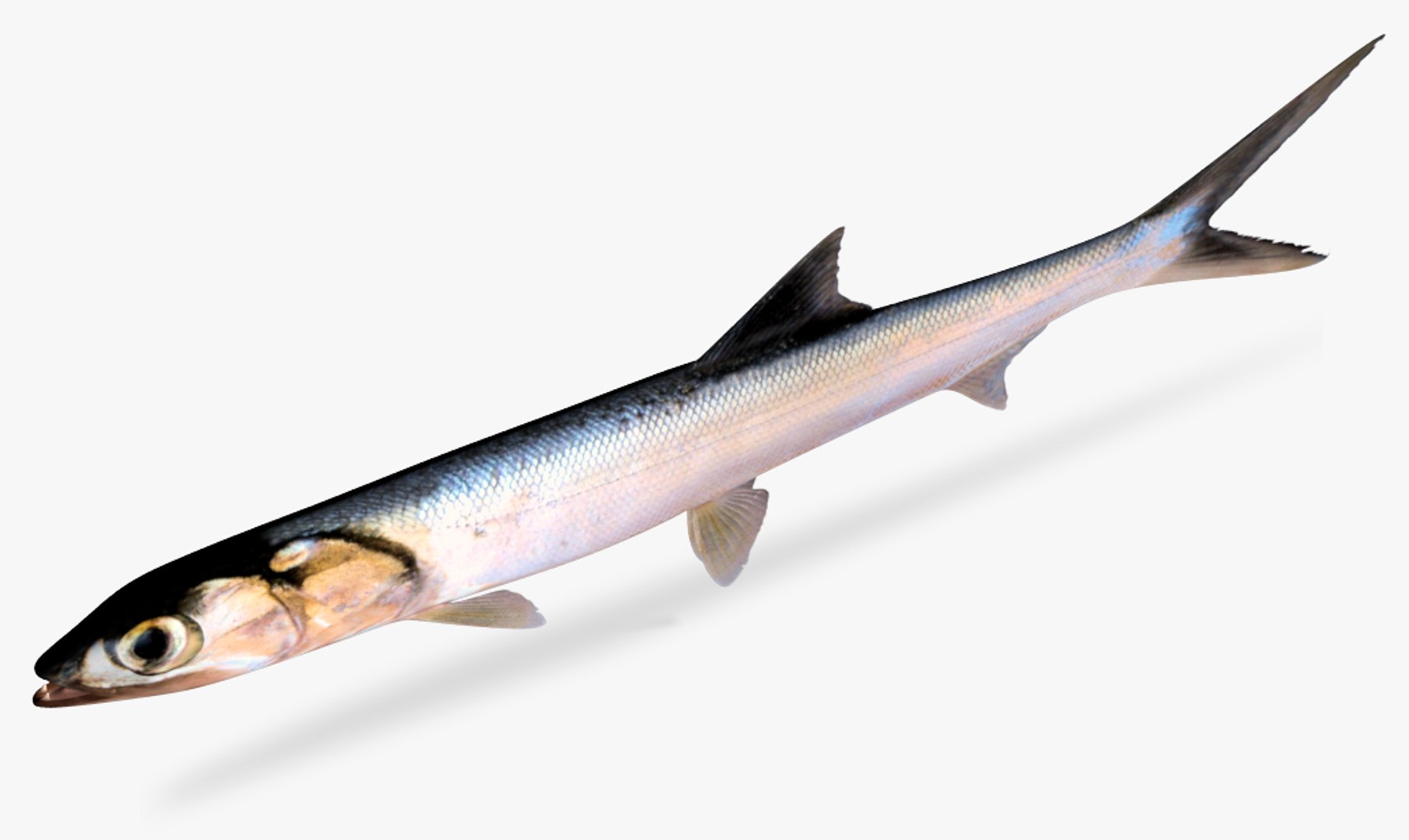 3D Bonefish Collection - TurboSquid 1815784