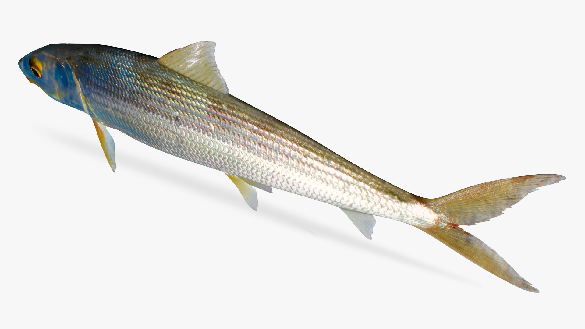 3D Bonefish Collection - TurboSquid 1815784
