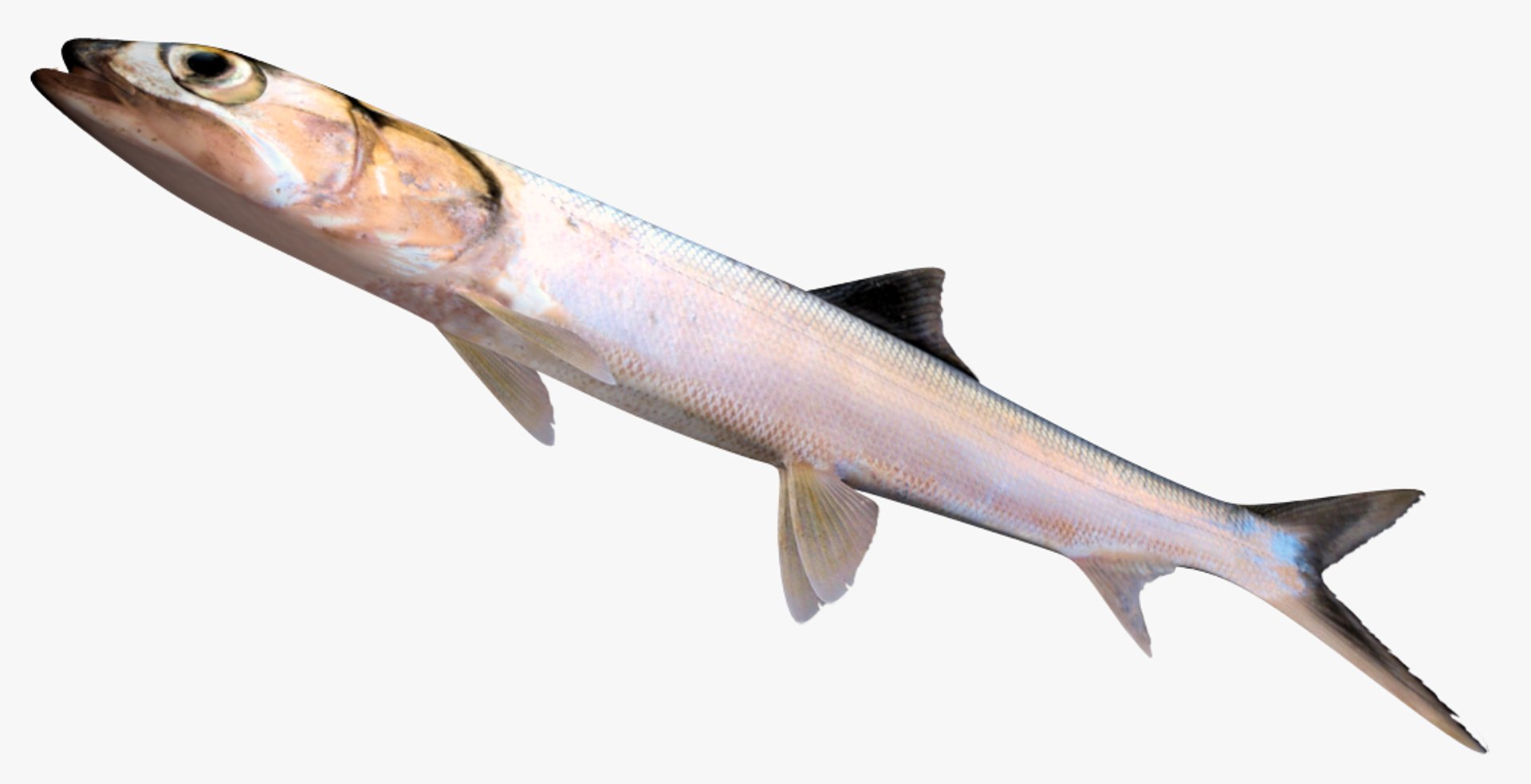 3D Bonefish Collection - TurboSquid 1815784