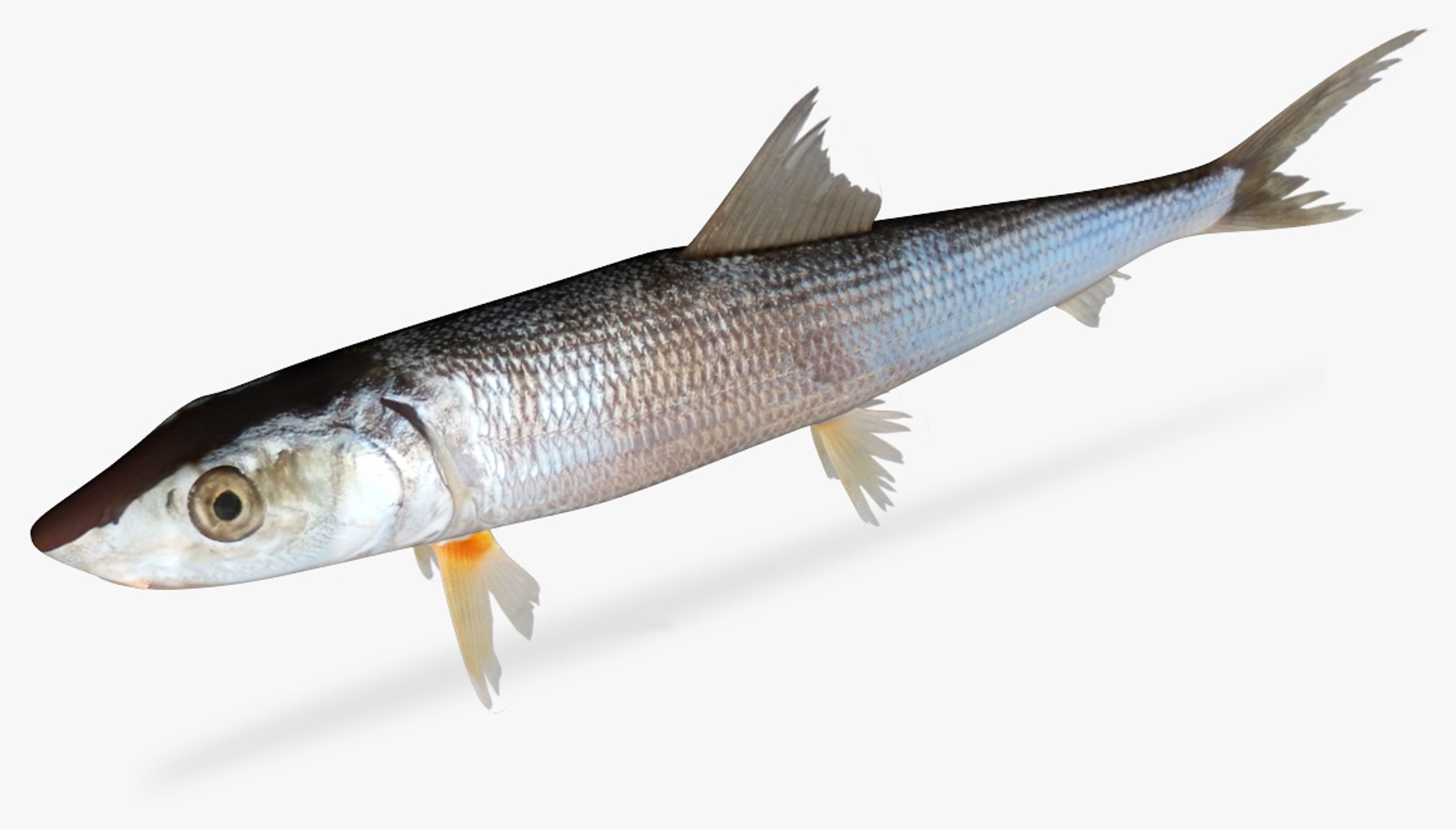 3D Bonefish Collection - TurboSquid 1815784
