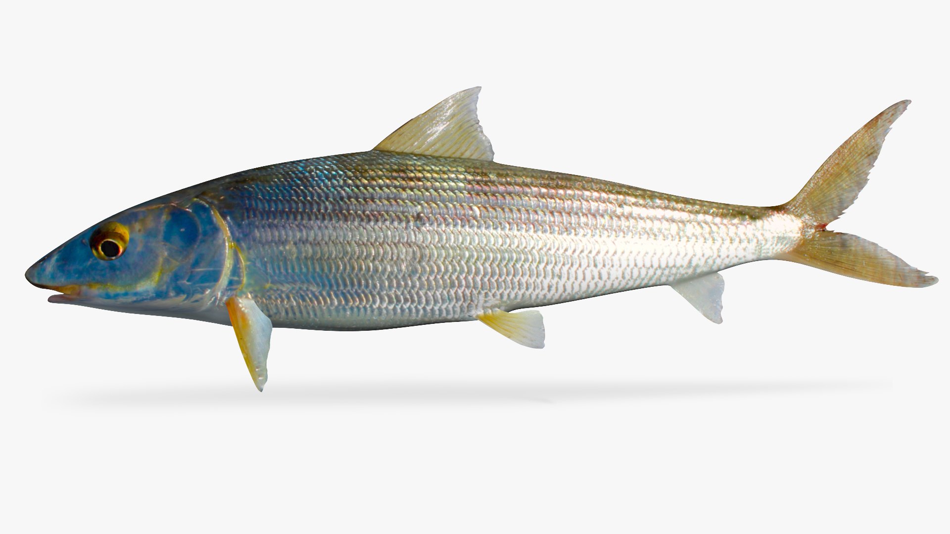 3D Bonefish Collection - TurboSquid 1815784