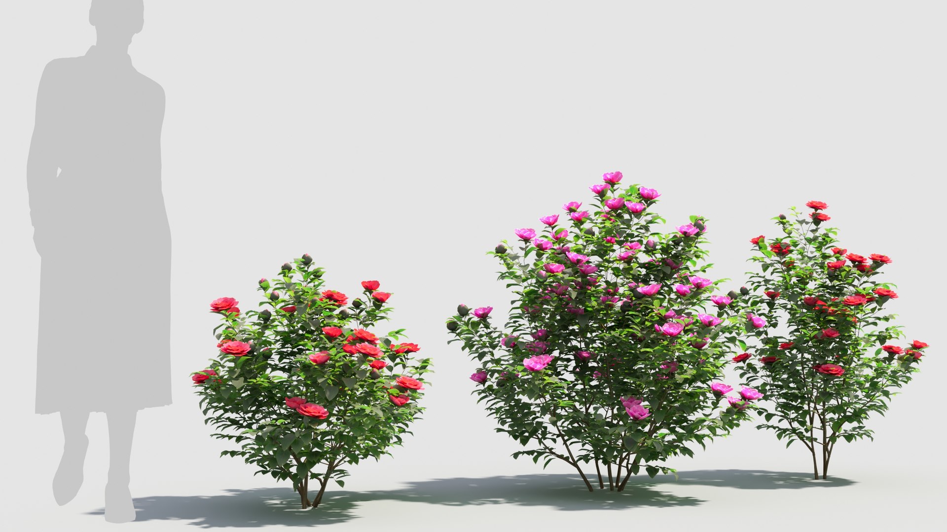 3D Camellia Sasanqua Model - TurboSquid 2058005