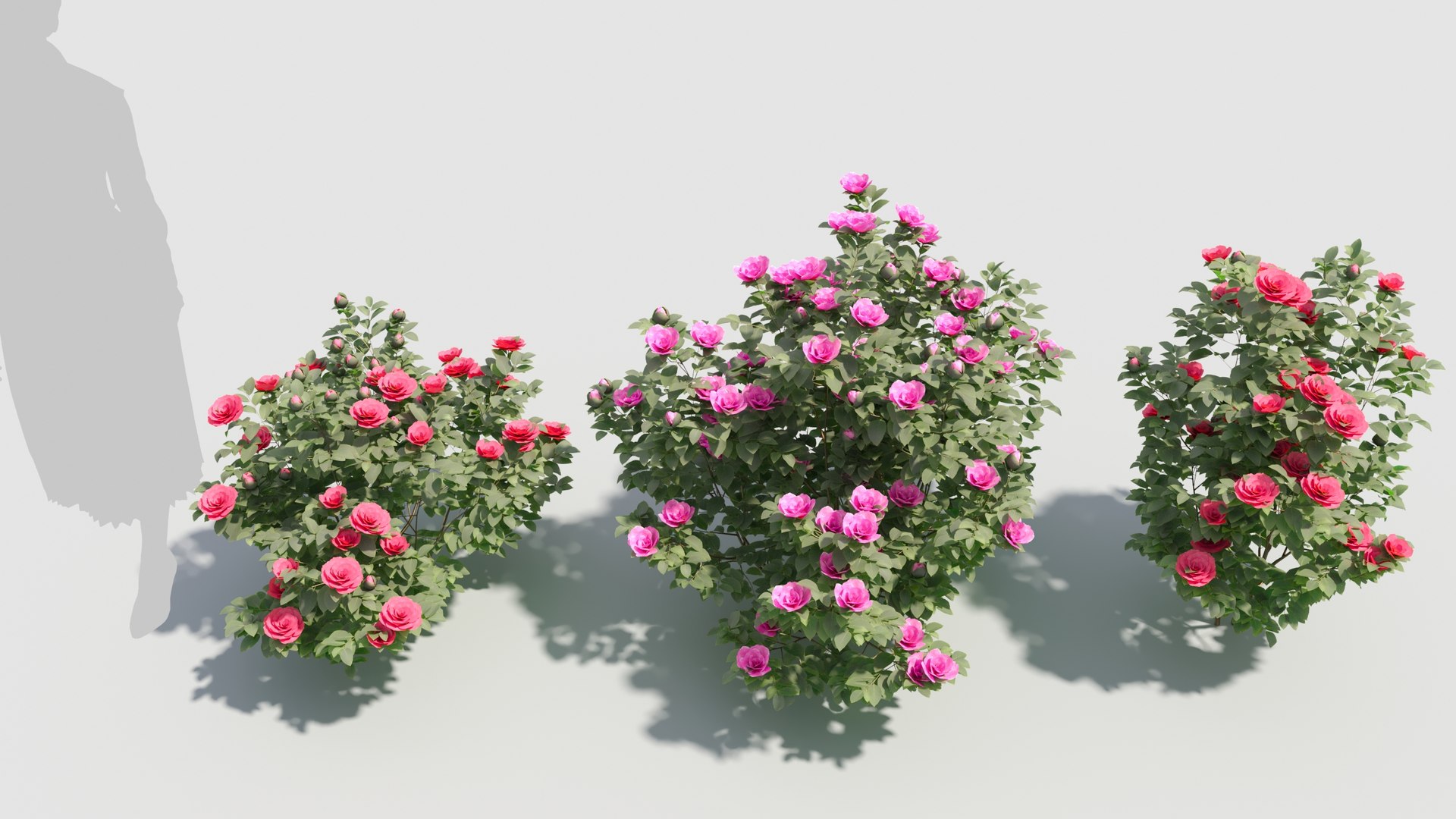 3D Camellia Sasanqua Model - TurboSquid 2058005