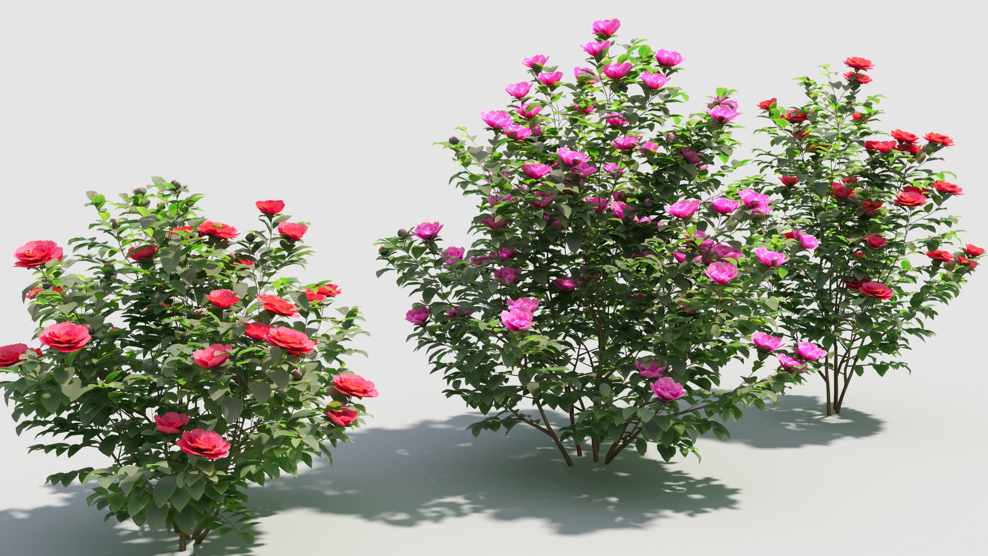 3D Camellia Sasanqua Model - TurboSquid 2058005