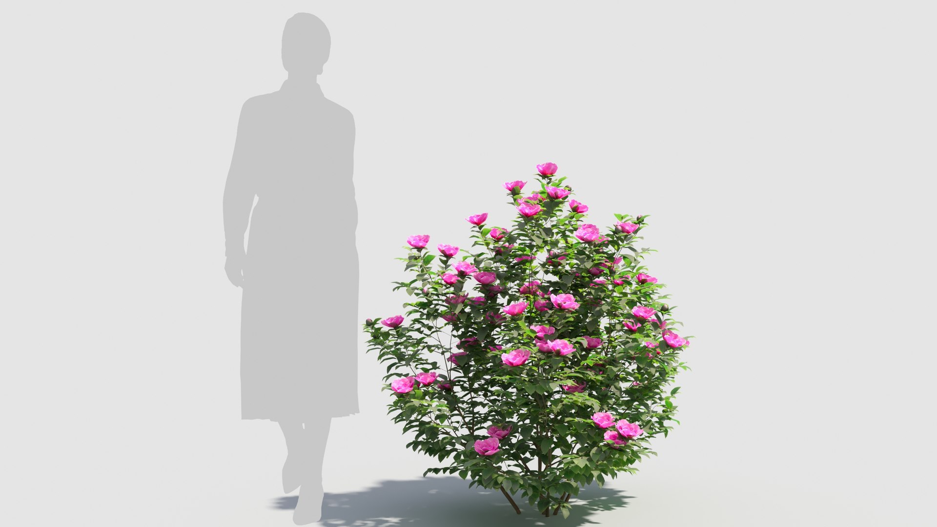 3D Camellia Sasanqua Model - TurboSquid 2058005