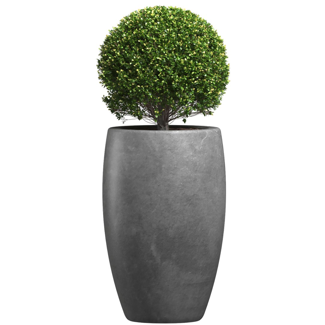 3D Decorative street bush Boxwood for a porch or a terrace Buxus ...
