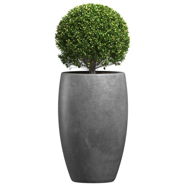 modelo 3d Decorative street bush Boxwood for a porch or a terrace Buxus ...