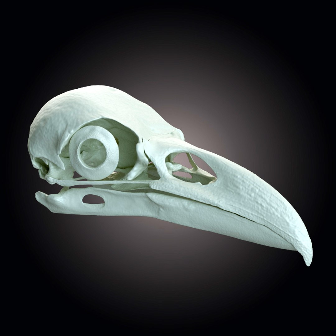 Raven Skull Scan 3d Model