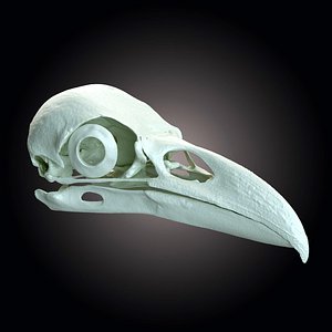 Animal Skull STL Models for Download | TurboSquid