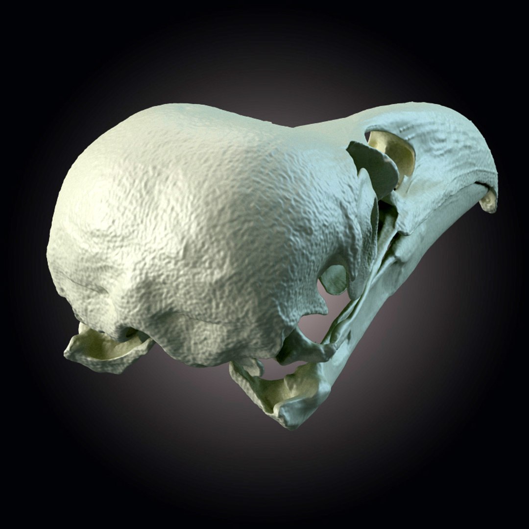 Raven Skull Scan 3d Model