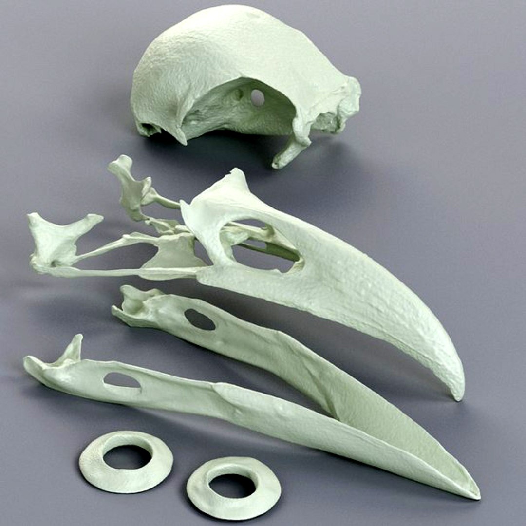 Raven Skull Scan 3d Model