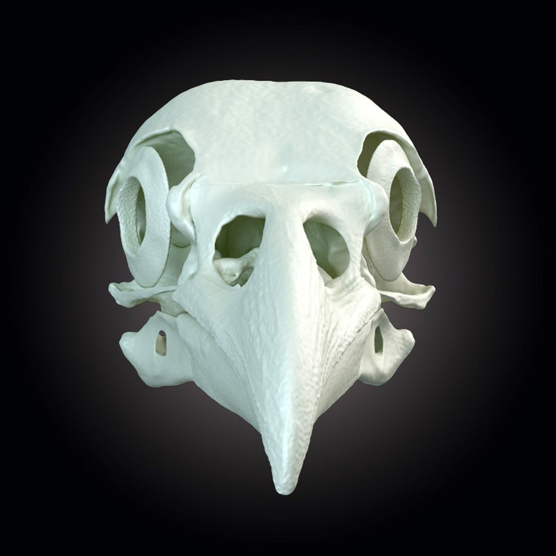 Raven Skull Scan 3d Model