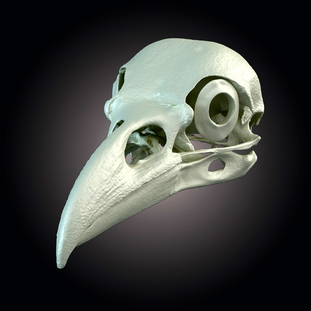 Raven Skull Scan 3d Model