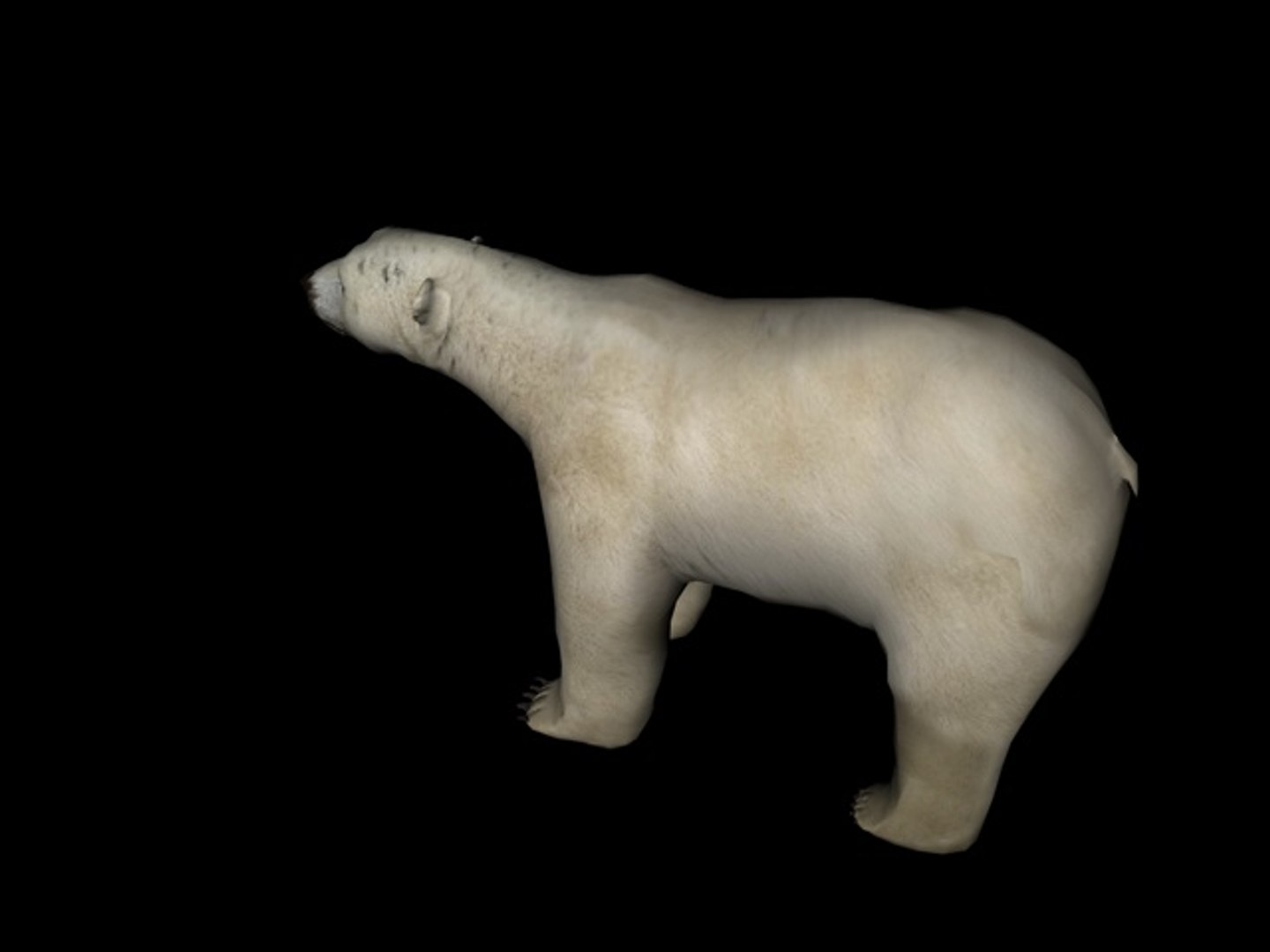 white bear 3ds
