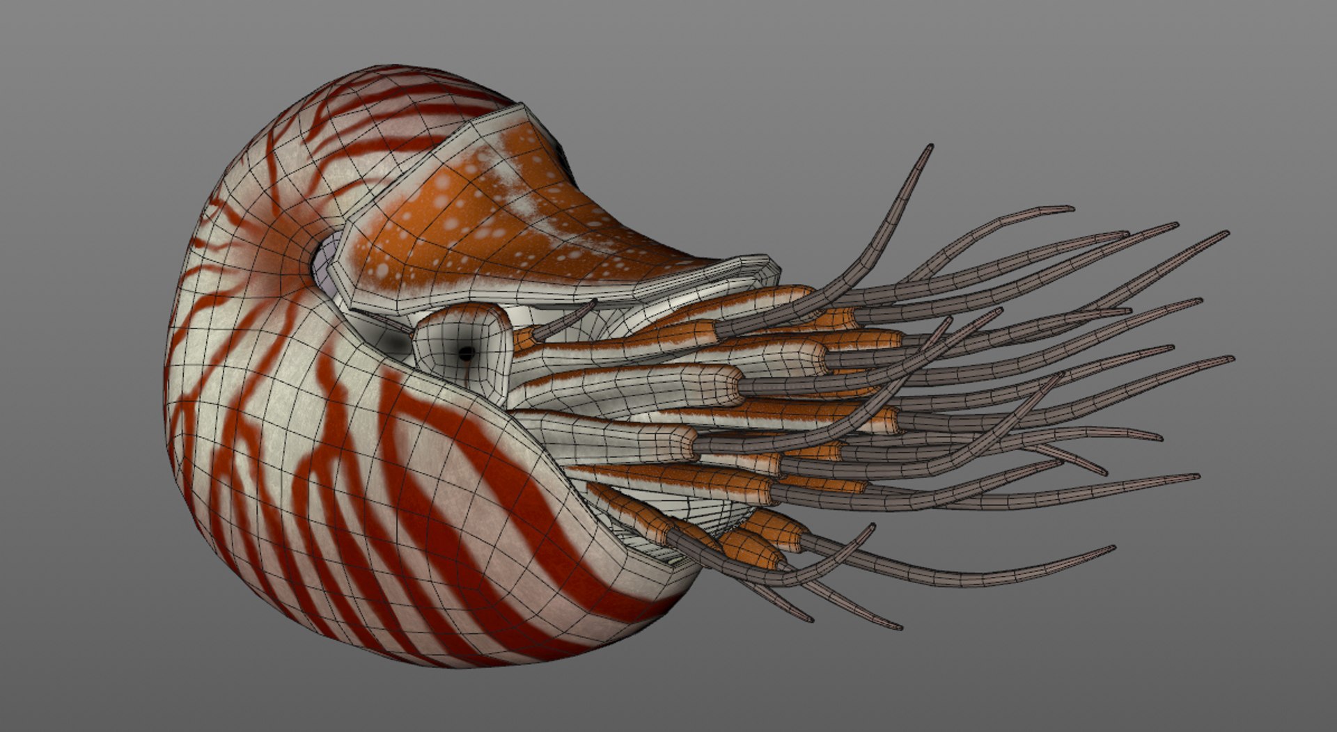 3D Model Nautilus Belauensis - TurboSquid 1343647