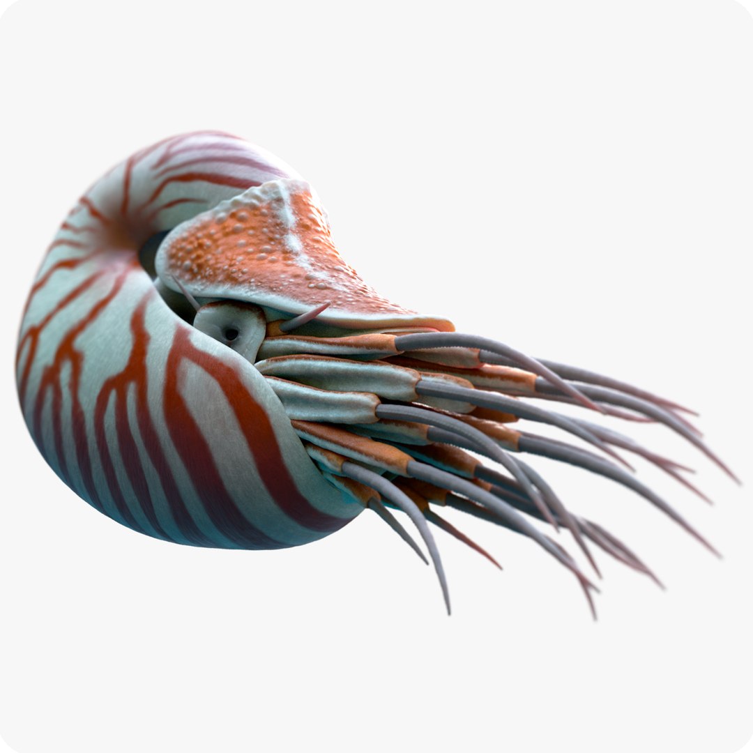 3D Model Nautilus Belauensis - TurboSquid 1343647
