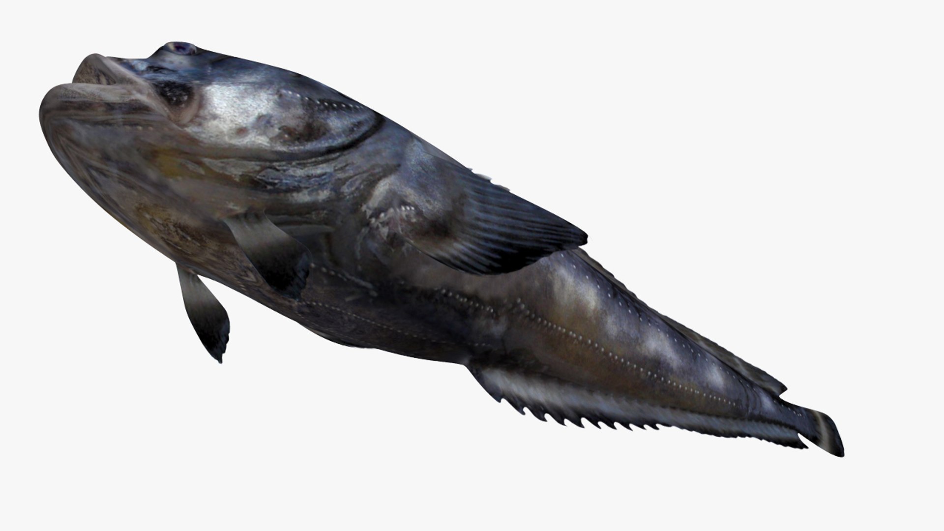 3D Saltwater Fish Collection 26 - TurboSquid 1837802