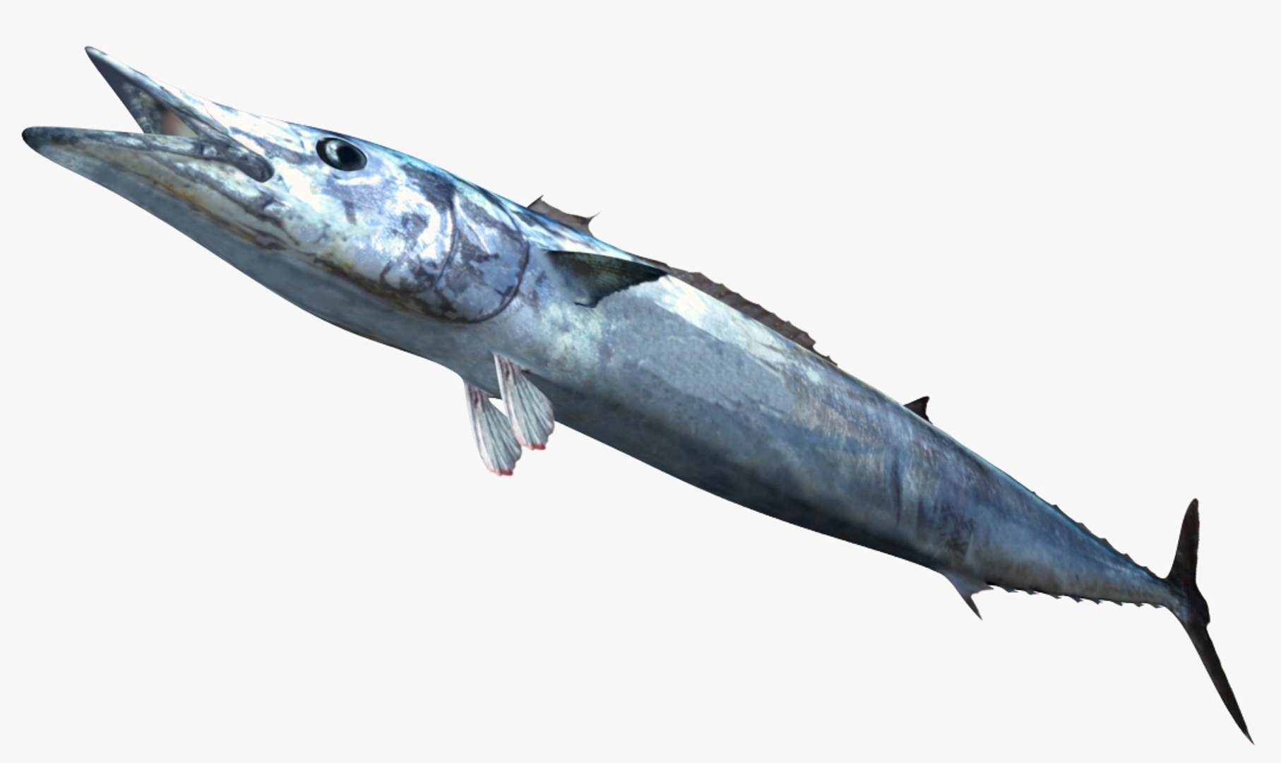 3D Saltwater Fish Collection 26 - TurboSquid 1837802