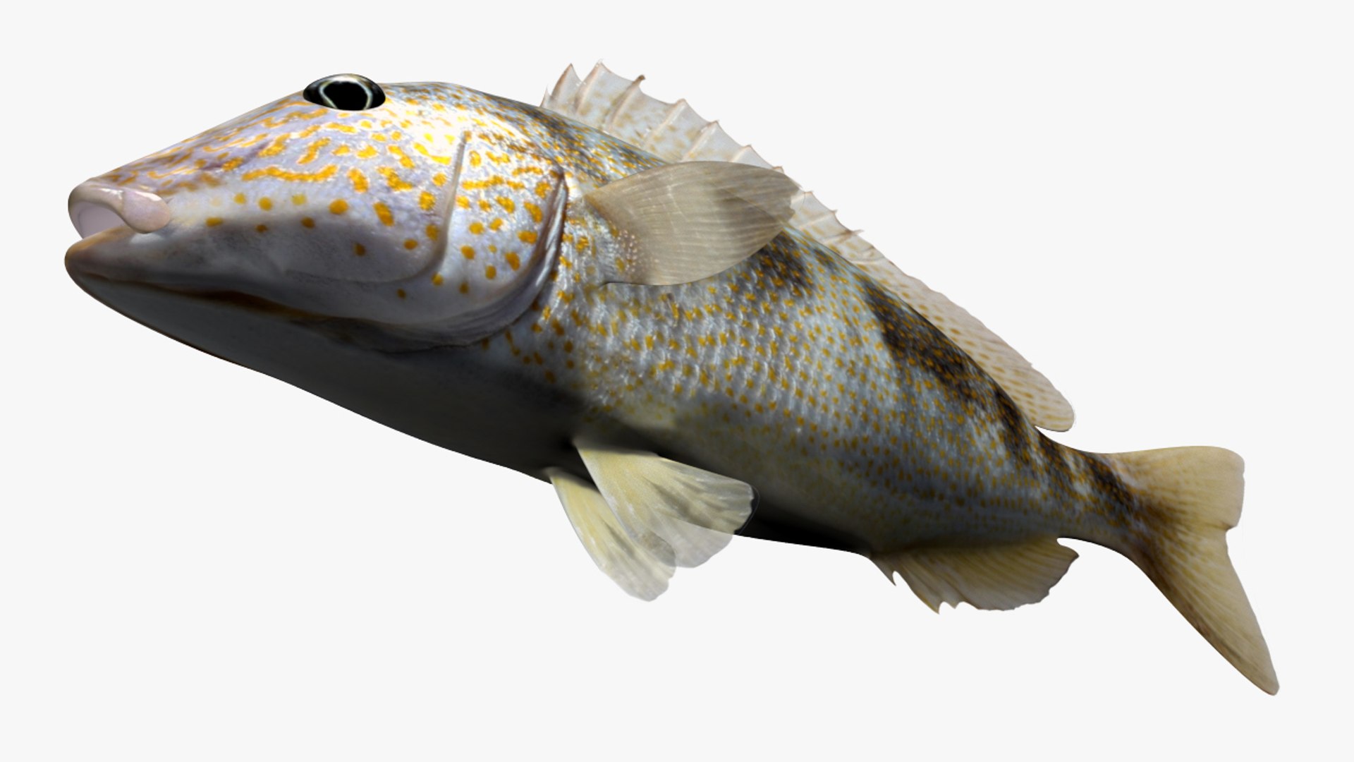 3D Saltwater Fish Collection 26 - TurboSquid 1837802