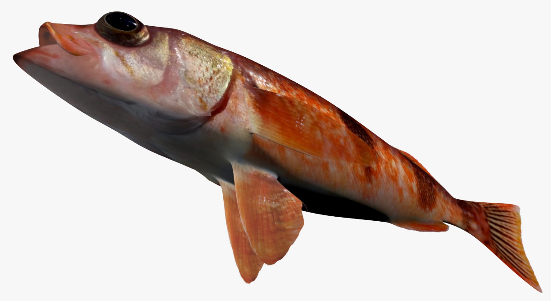 3D Saltwater Fish Collection 26 - TurboSquid 1837802