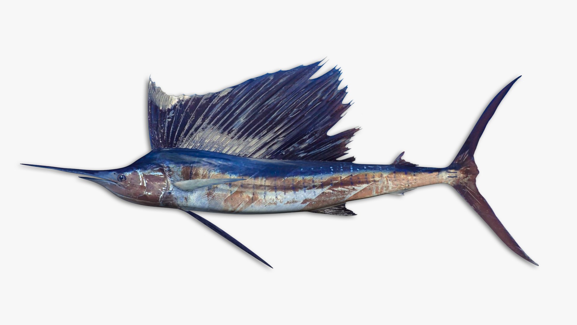 3D Saltwater Fish Collection 26 - TurboSquid 1837802