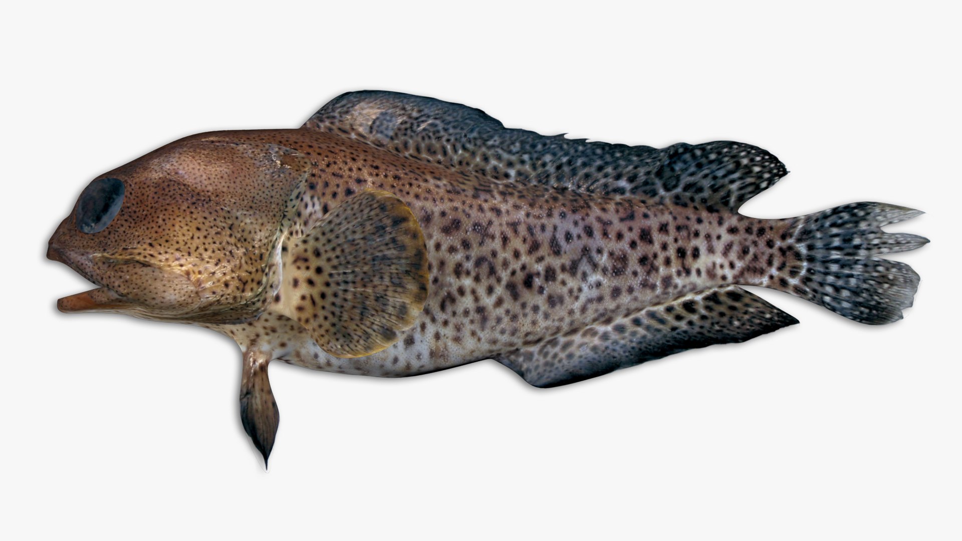 3D Saltwater Fish Collection 26 - TurboSquid 1837802