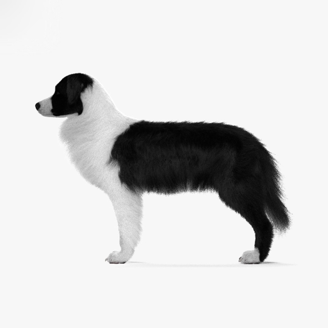 Border collie 3D model - TurboSquid 1372619
