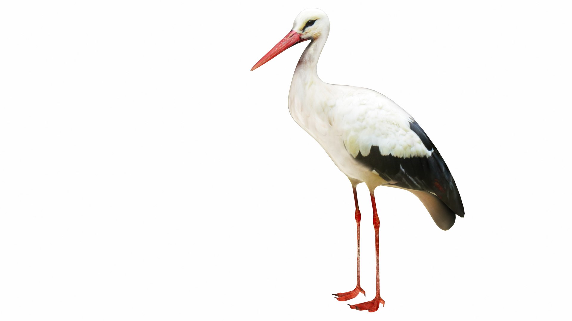 3D Stork Model - TurboSquid 2338992