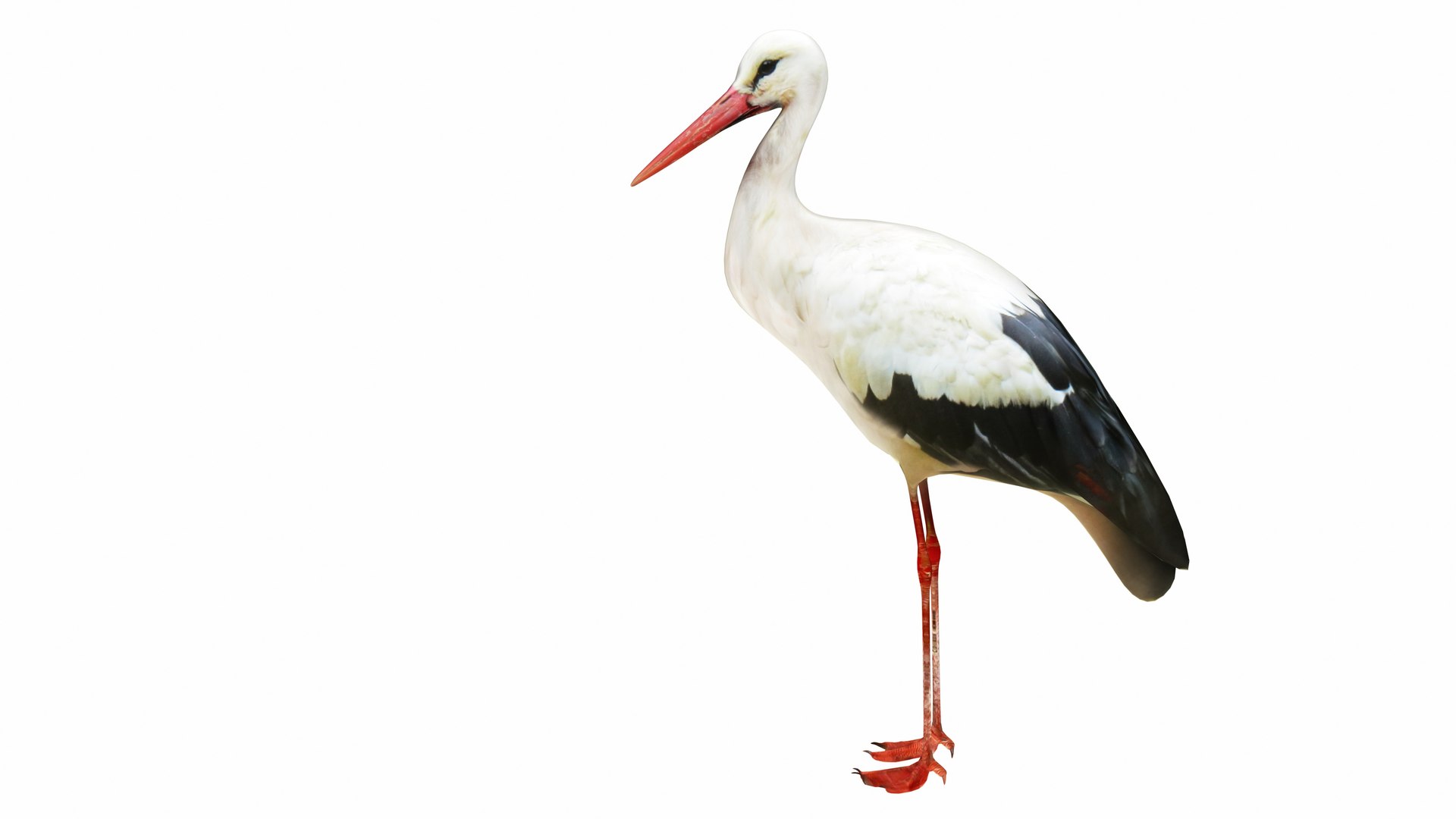 3D Stork Model - TurboSquid 2338992