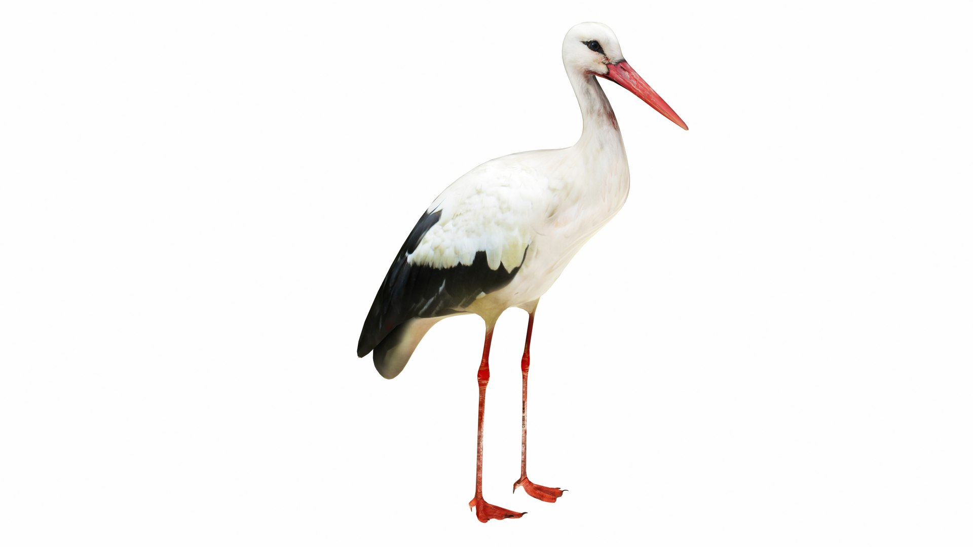 3D Stork Model - TurboSquid 2338992