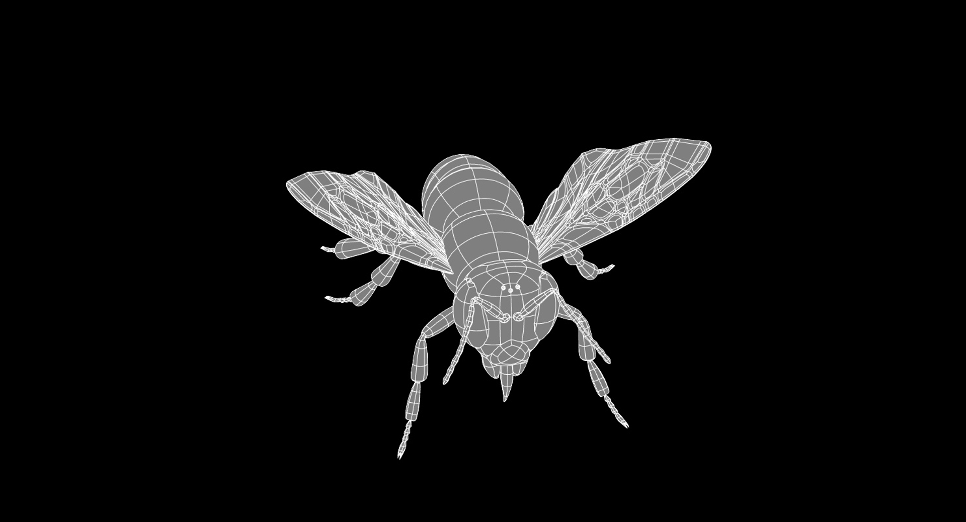 3d Honey Bee Model