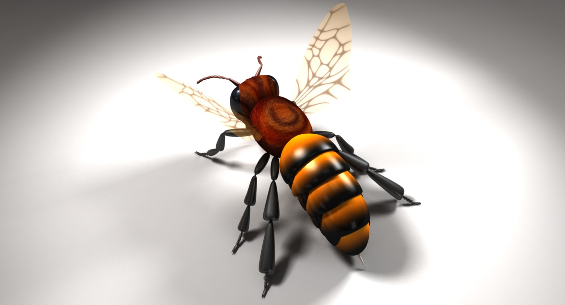 3d Honey Bee Model