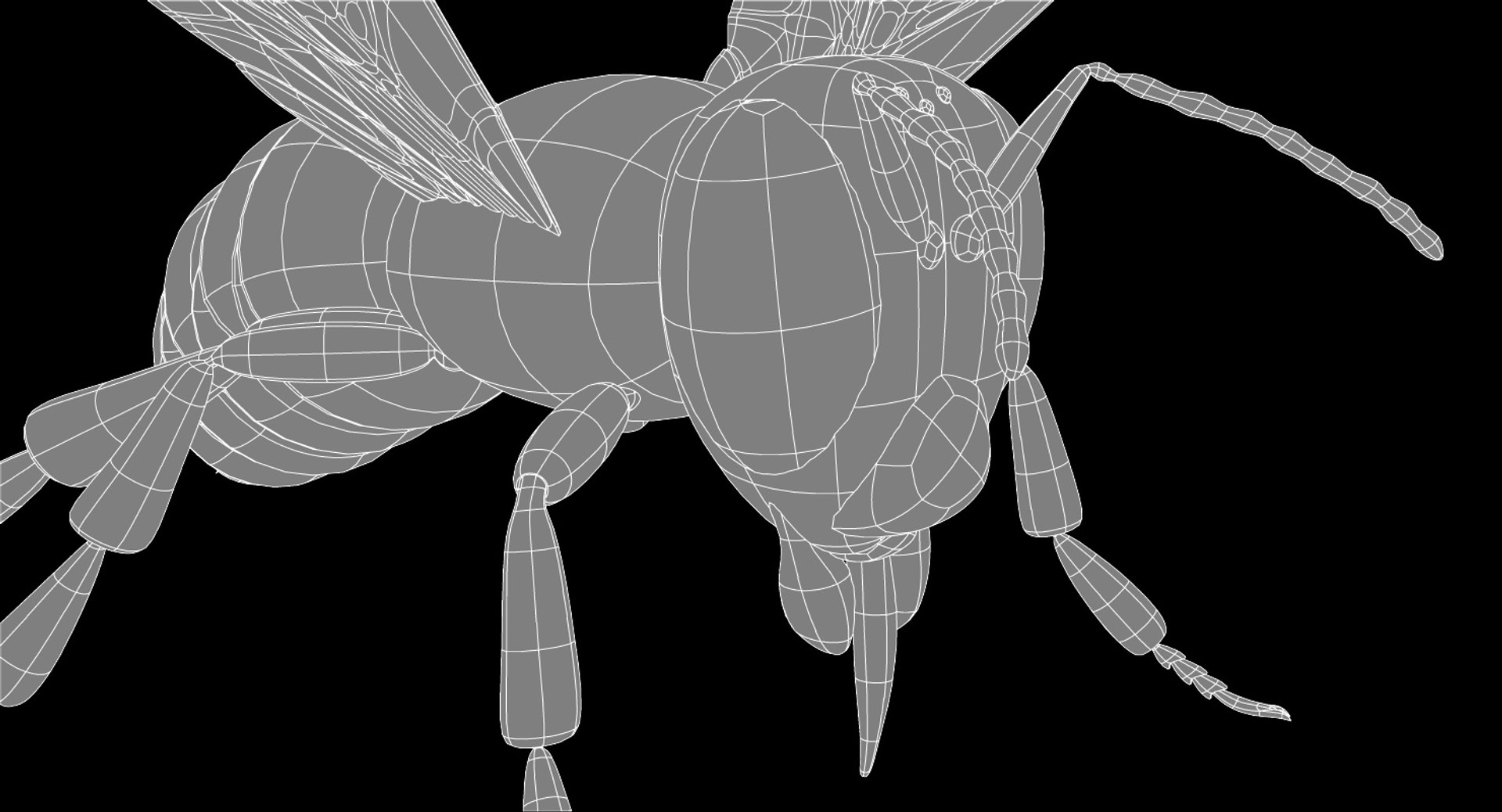 3d Honey Bee Model
