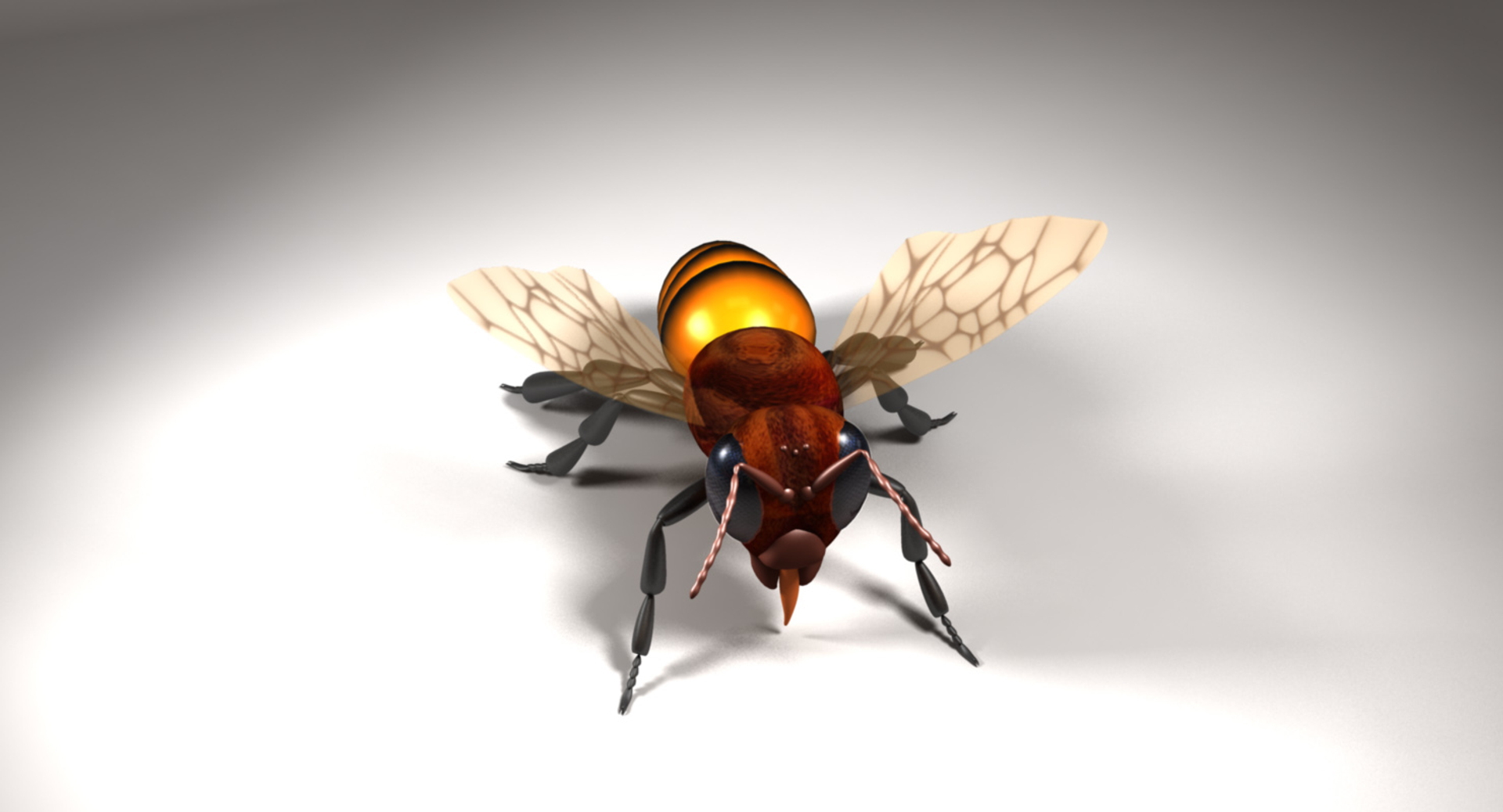 3d Honey Bee Model