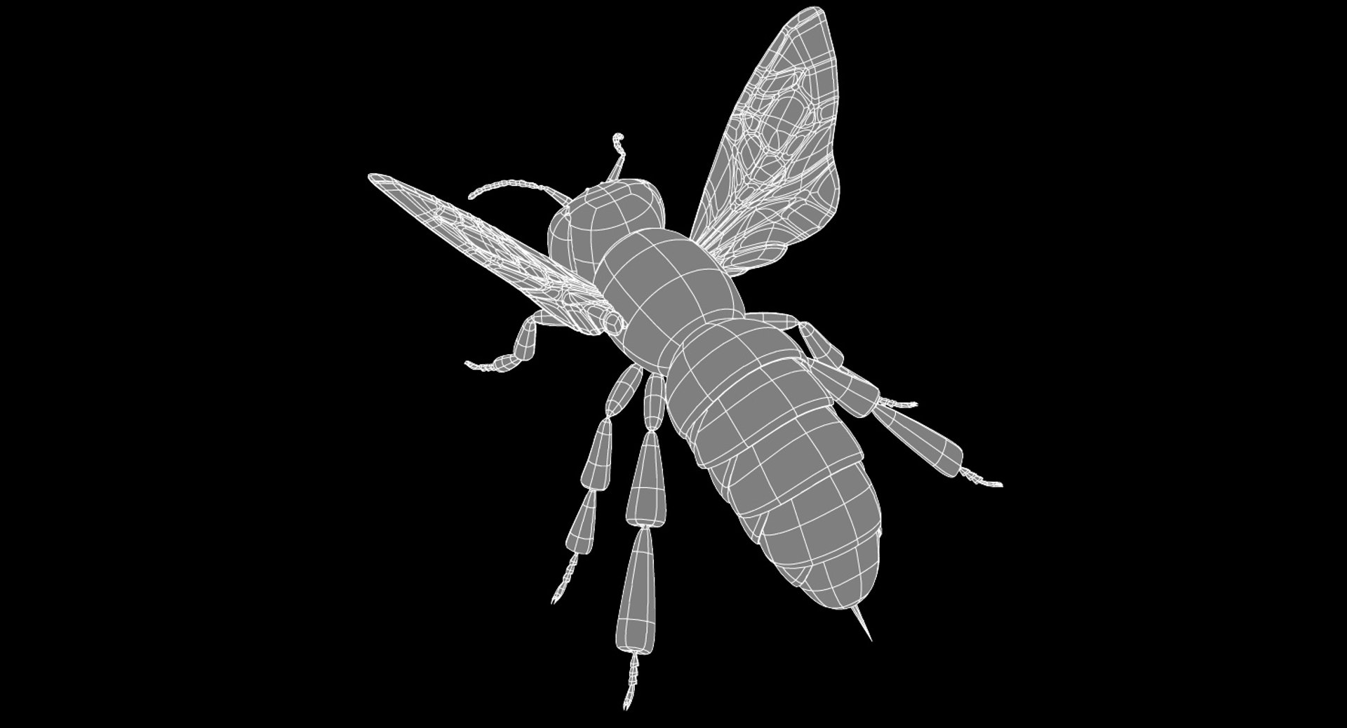 3d Honey Bee Model