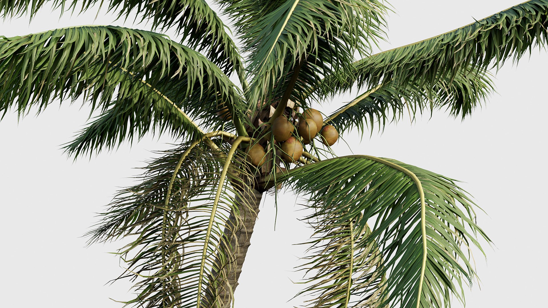 Cocos Nucifera Coconut Tree 03 3D Model 3D Model - TurboSquid 2173919