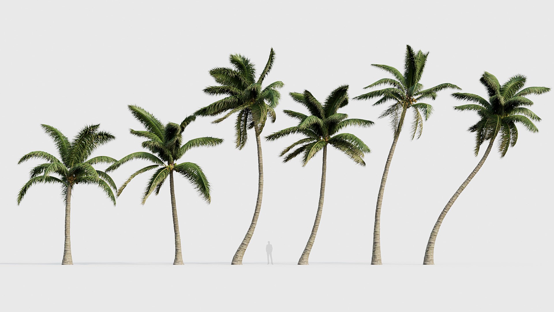 Cocos Nucifera Coconut Tree 03 3D Model 3D Model - TurboSquid 2173919